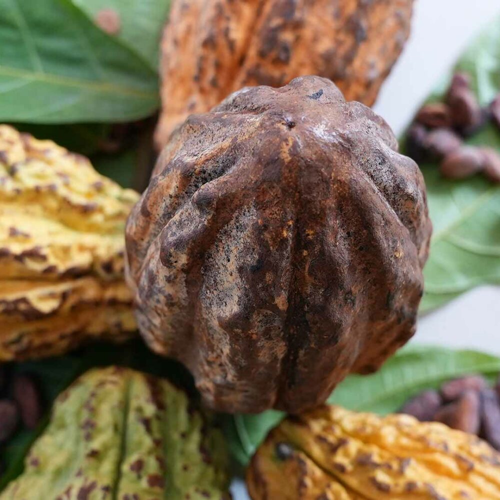 Totumo, un fruto ancestral de Colombia | Plastic Odyssey