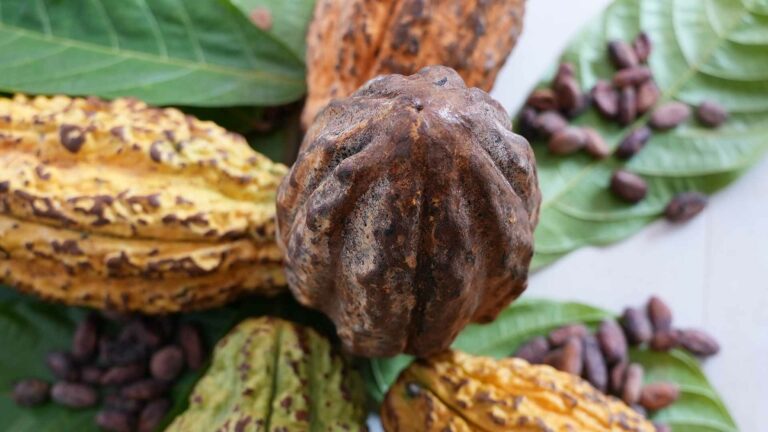 La economía circular del cacao en Ecuador | Plastic Odyssey
